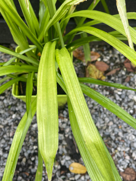 Aspidistra hainanensis 'Jade Ribbons' – Desert to Jungle