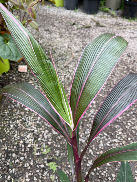 Setaria palmifolia ‘Retpela Pitpit Wantaim Waitpela Mak ‘ – Desert to ...
