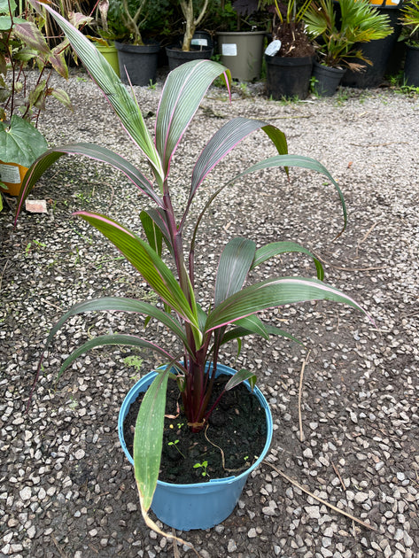 Setaria palmifolia ‘Retpela Pitpit Wantaim Waitpela Mak ‘ – Desert to ...