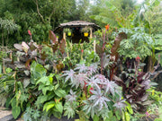 Desert to Jungle: Exotic & Tropical Plants UK