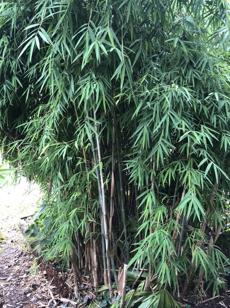 Bamboos – Desert to Jungle
