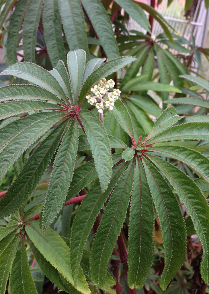 Begonia luxurians Desert to Jungle