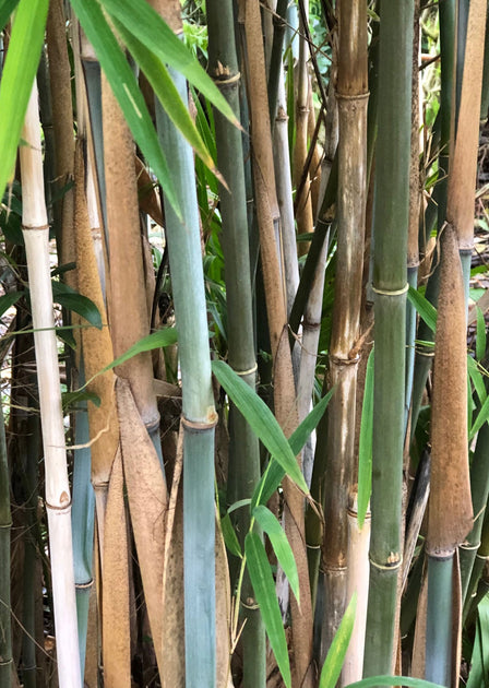 Bamboos – Desert to Jungle