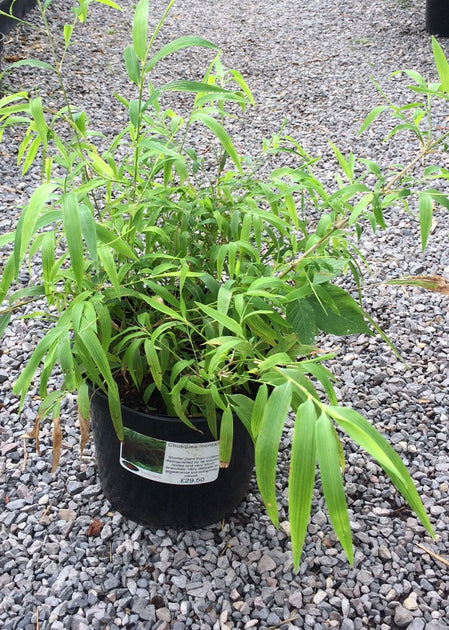 Chusquea montana – Desert to Jungle