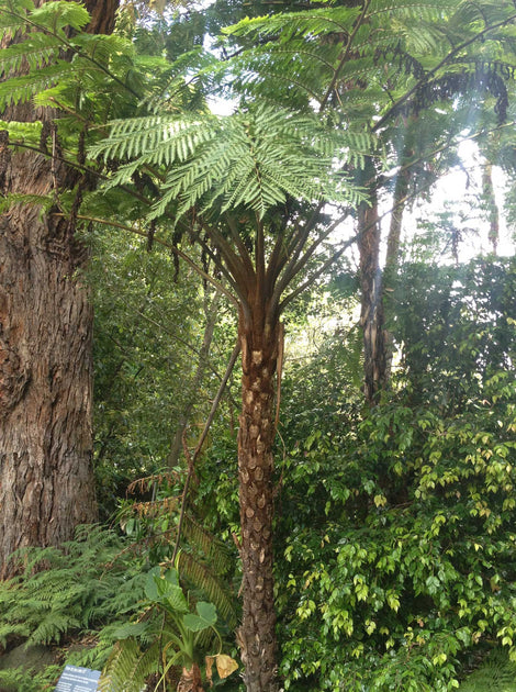 Tree Ferns – Desert to Jungle