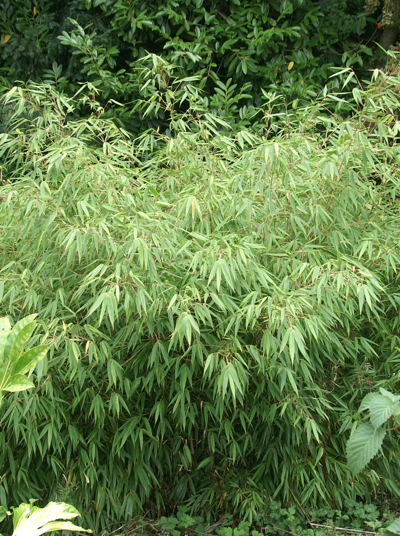 Fargesia rufa – Desert to Jungle