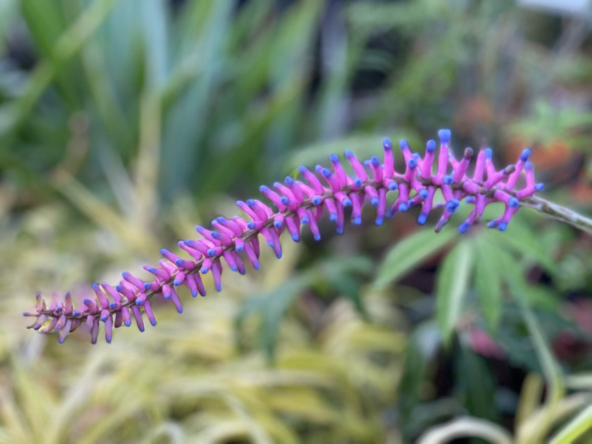 Aechmea gamosepala – Desert to Jungle