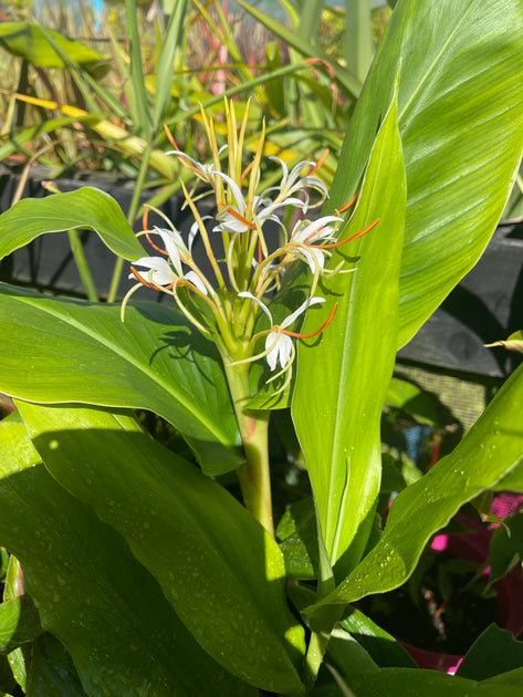 Hedychium yunnanense L633 – Desert to Jungle