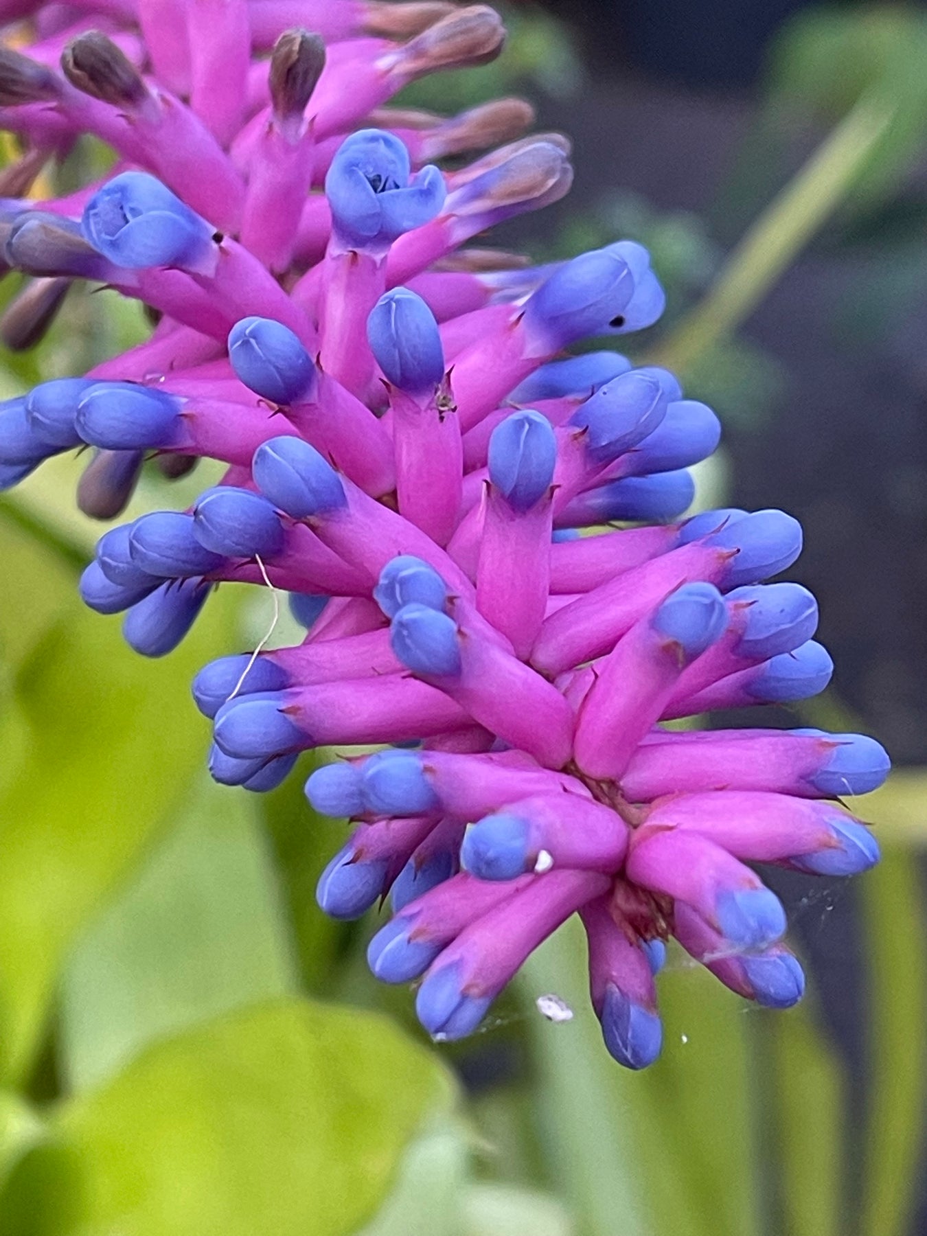Aechmea gamosepala – Desert to Jungle