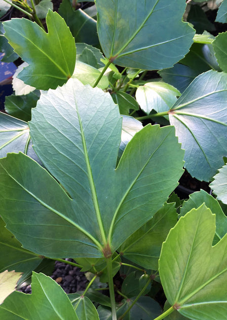 Pseudopanax Cyril Watson – Desert to Jungle